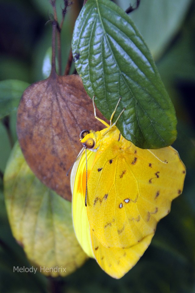 Yellow Butterflies In Florida
