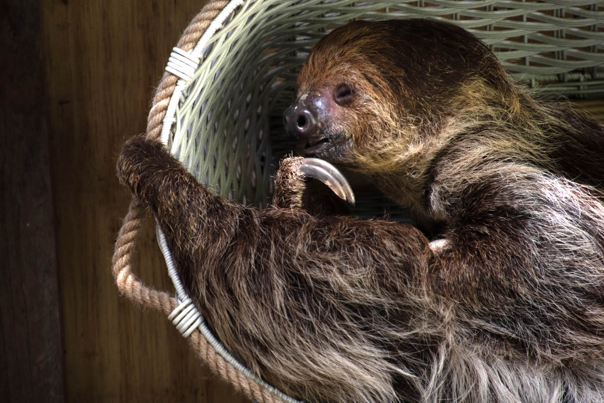 Otters, Sloths and a Cute Fox | Old Things R New