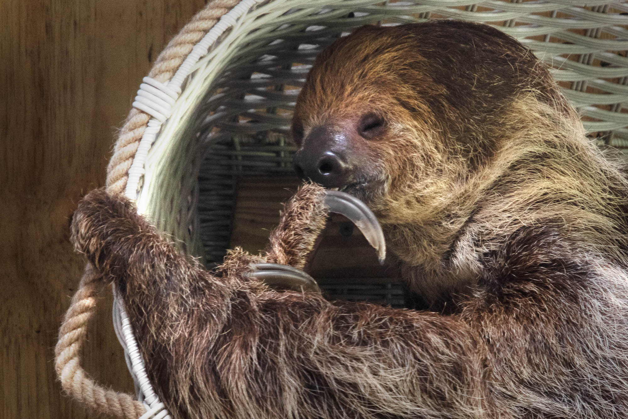 Otters, Sloths and a Cute Fox | Old Things R New