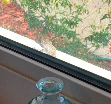 Lizzy the Lizard | Old Things R New